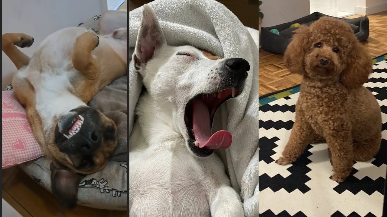 Funny Dogs Compilation 😅🤣😂#242 (when your dog is actually a comedian 😁 ...