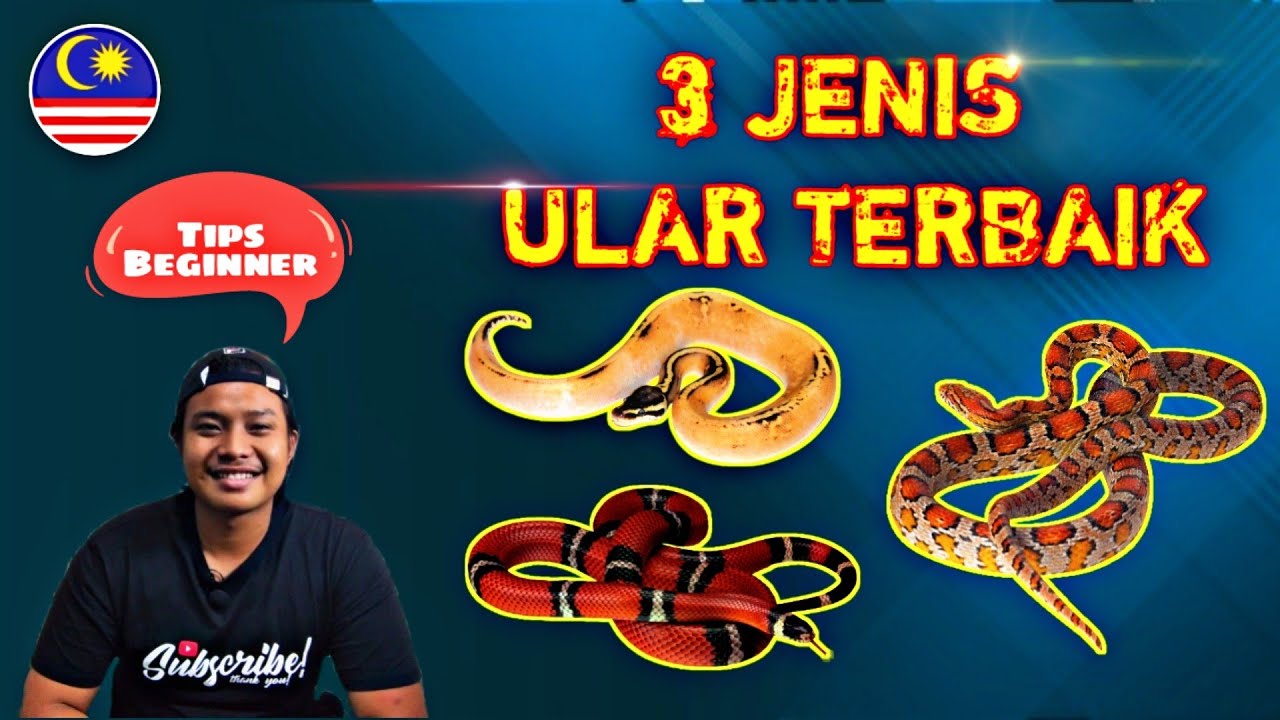 ULAR YANG SESUAI UNTUK DIPELIHARA DI MALAYSIA | TOP 3 | TIPS BEGINNER ...