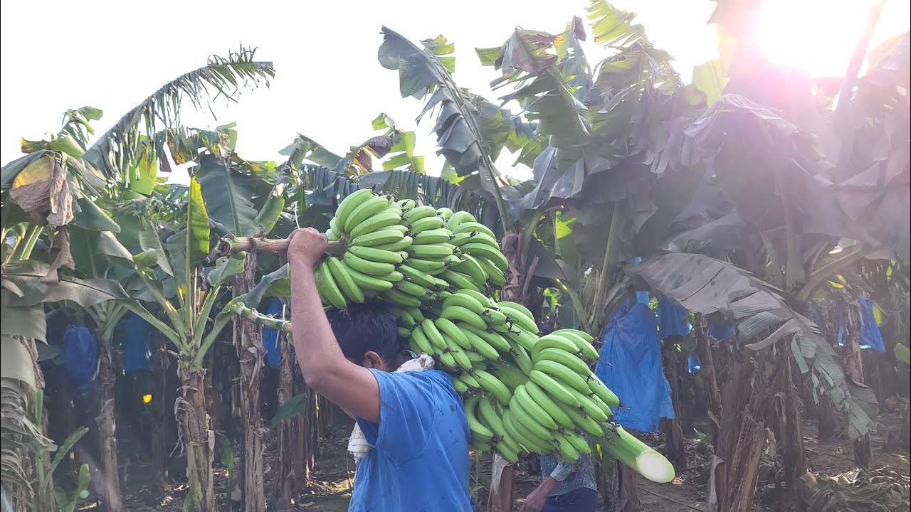 17 April 2024 MFC_Ahmedabad_Gujarat | Export_Qoulety_Bananas_Packing ...