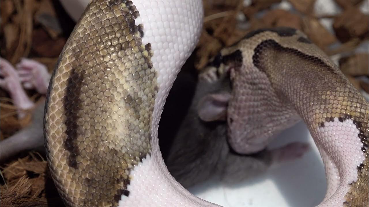 The Python strikes , kills and eats A Rat / Warning Live Feeding - YouTube