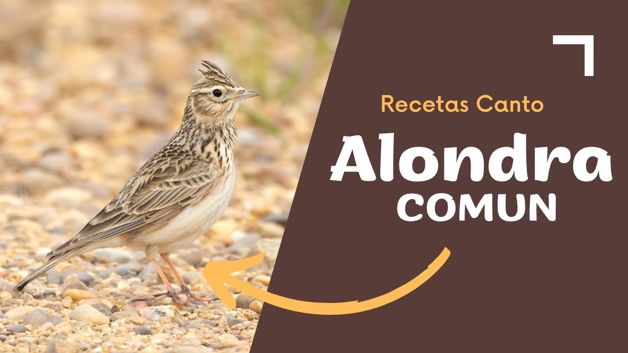 RECETA DE CANTO DE ALONDRA COMUN CANTANDO - YouTube