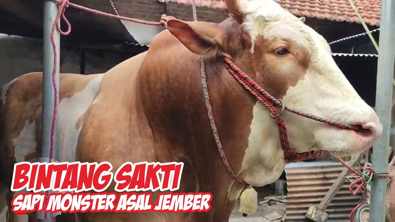 Bintang Sakti Sapi Monster Asal Jember Tembus 1.3 Ton || Siap Ikut ...