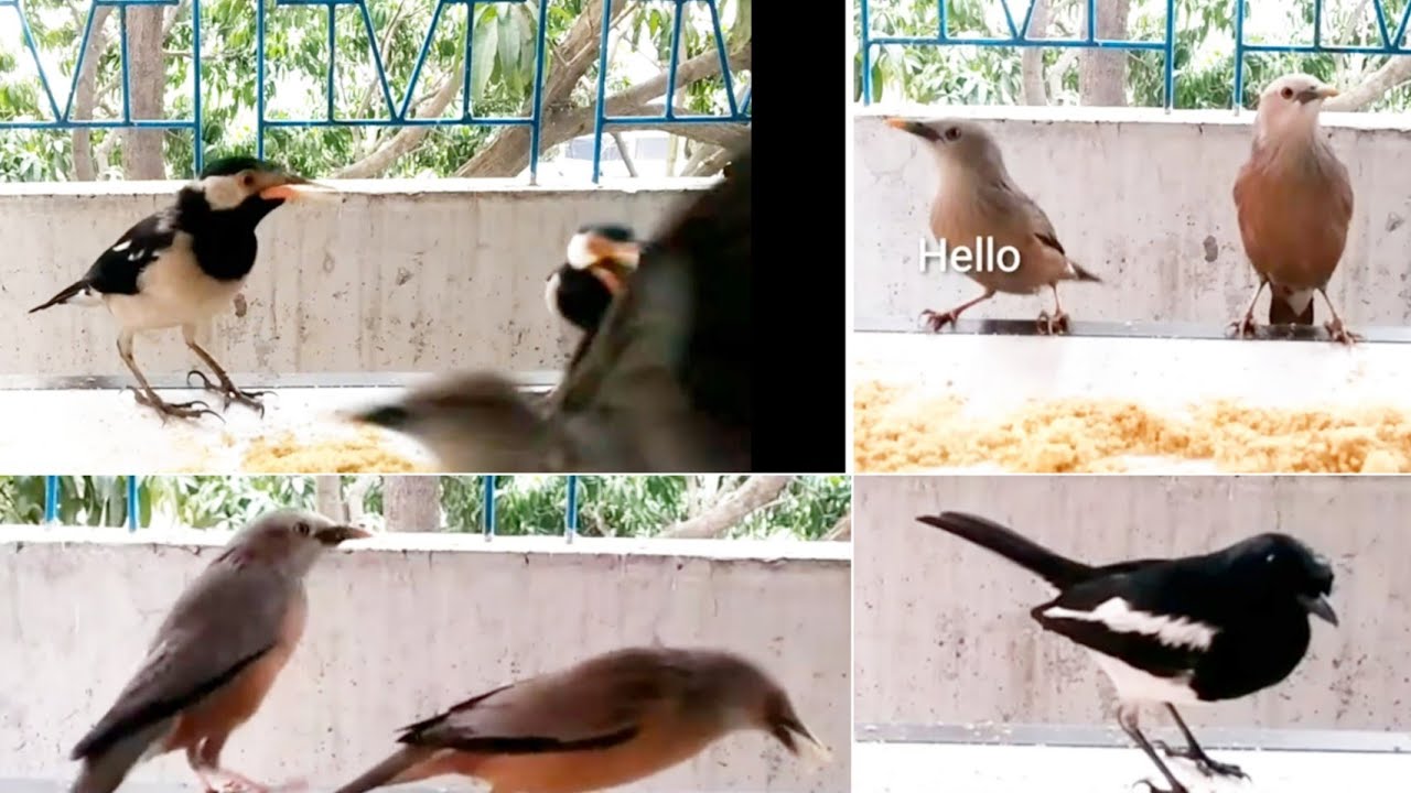 Feeding Cookies To Some Hungry Birds | Quarantine Days | HD Videos ...