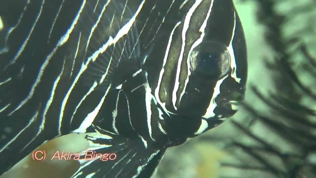 優雅なゼブラバットフィッシュ幼魚 Batavia spadefish Platax batavianus - YouTube