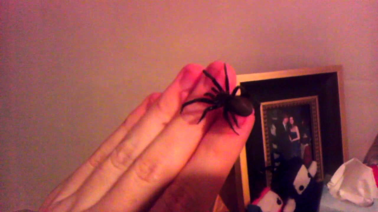 Holding A Female Crevice Weaver Spider - YouTube