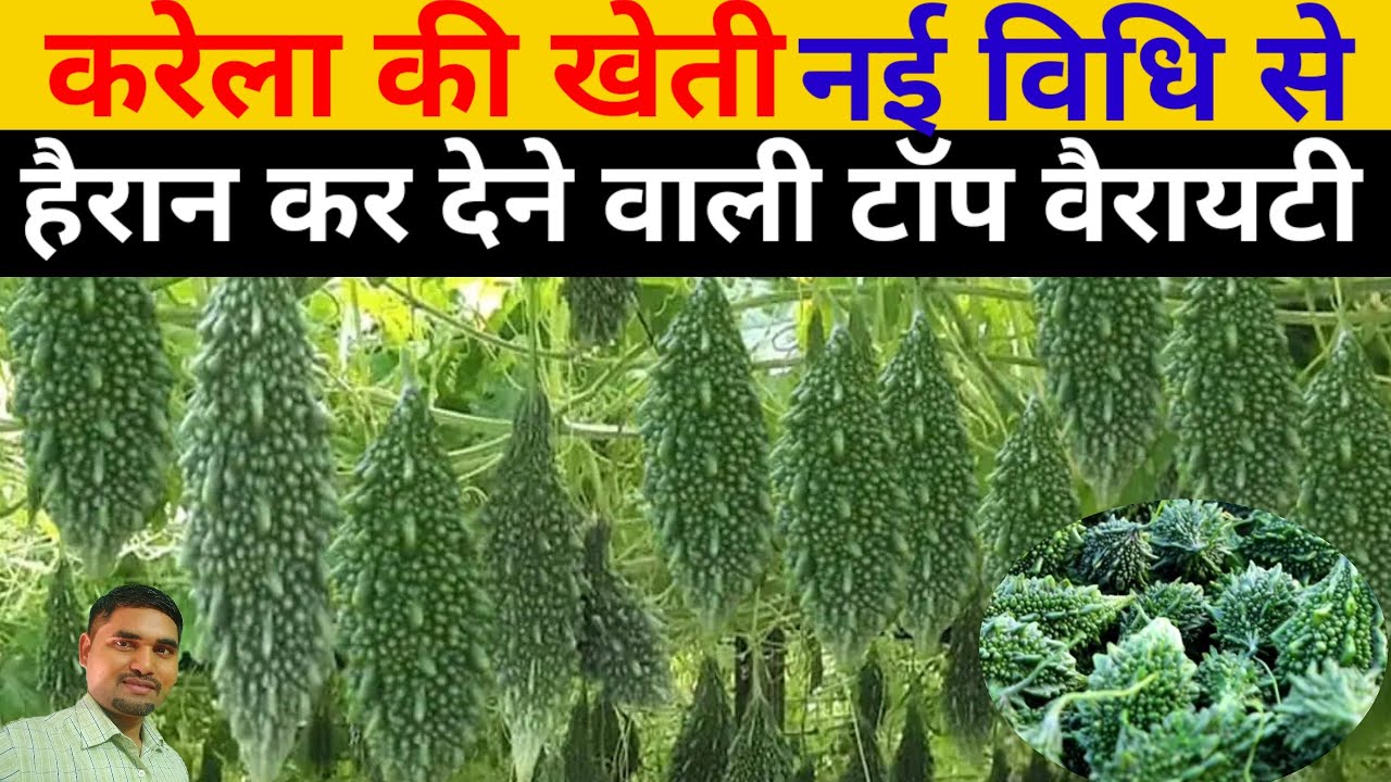 Karela ki kheti |karela ki top variety |करेला की खेती कैसे करें - YouTube