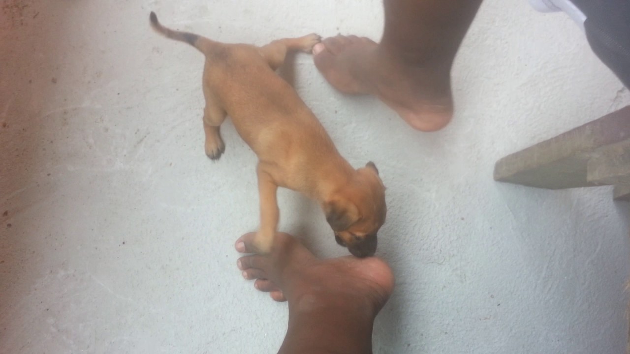 Small Dog Viciously Attacks Man - YouTube