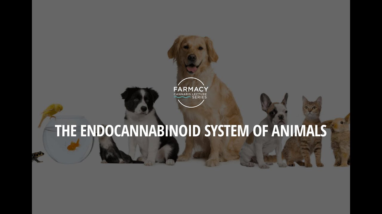 Endocannabinoid System of Animals - YouTube