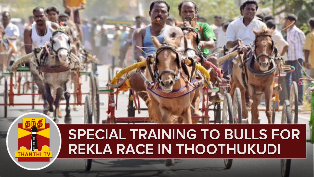Special Training To Bulls For Rekla Race in Thoothukudi - Thanthi TV ...