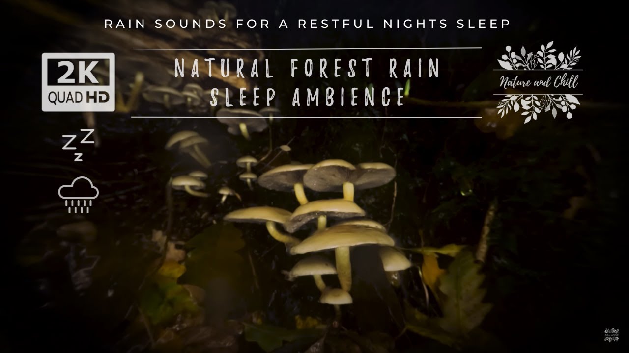 Night Time Sleep Ambience: Mushrooms In The Forest Rain At Night ...