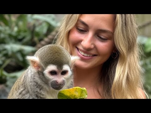 Tour Fenn Bell Pub Zoo & Conservation Project. Kent . UK - YouTube