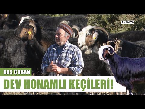İkizlik Oranı Yüksek Irk Honamlı Keçisi! | Baş Çoban - Arşiv