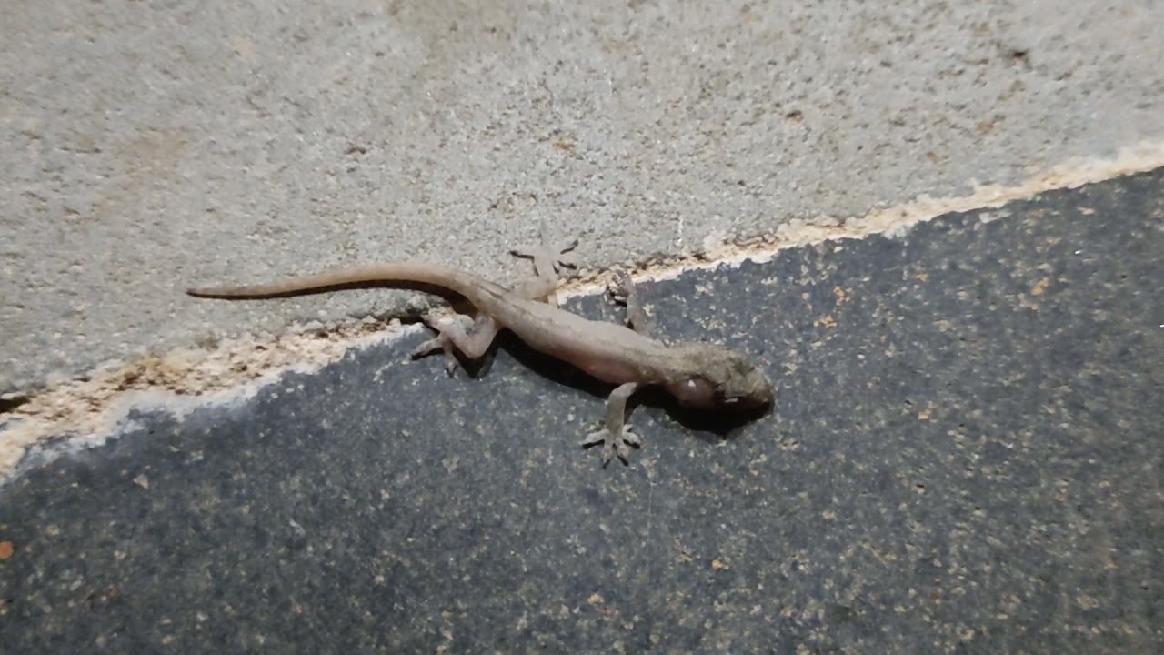 Lizard | tuko | gecko | ตุ๊กแก - YouTube