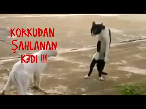 KORKUDAN AYAĞA KALKAN KEDİ 😂😂