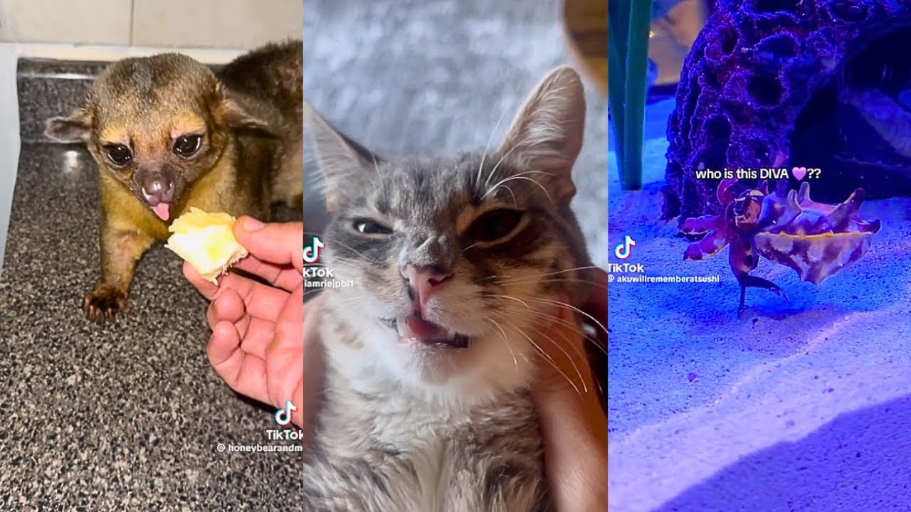 animal tiktoks full of bizarre creatures - YouTube