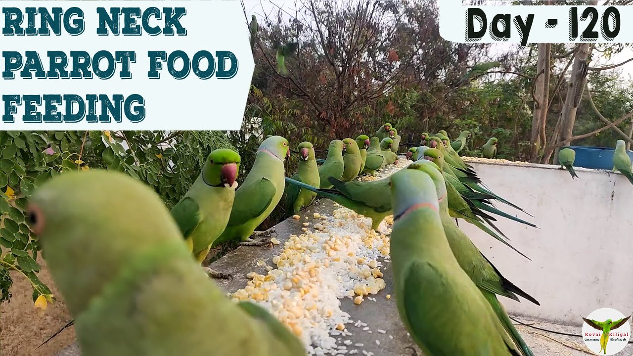 Indian Ring Neck Parrot Food Feeding Day 120 / #pararot #coimbatore / # ...