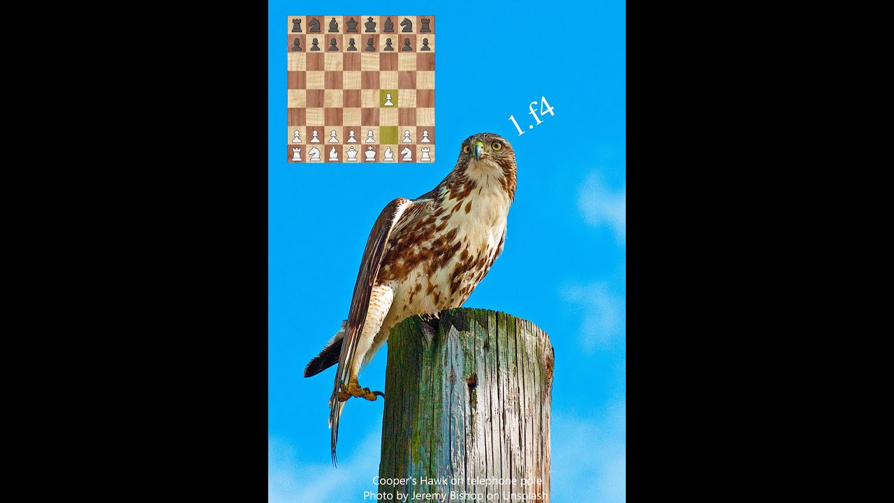 Bird Training Game: Episode 2 - YouTube