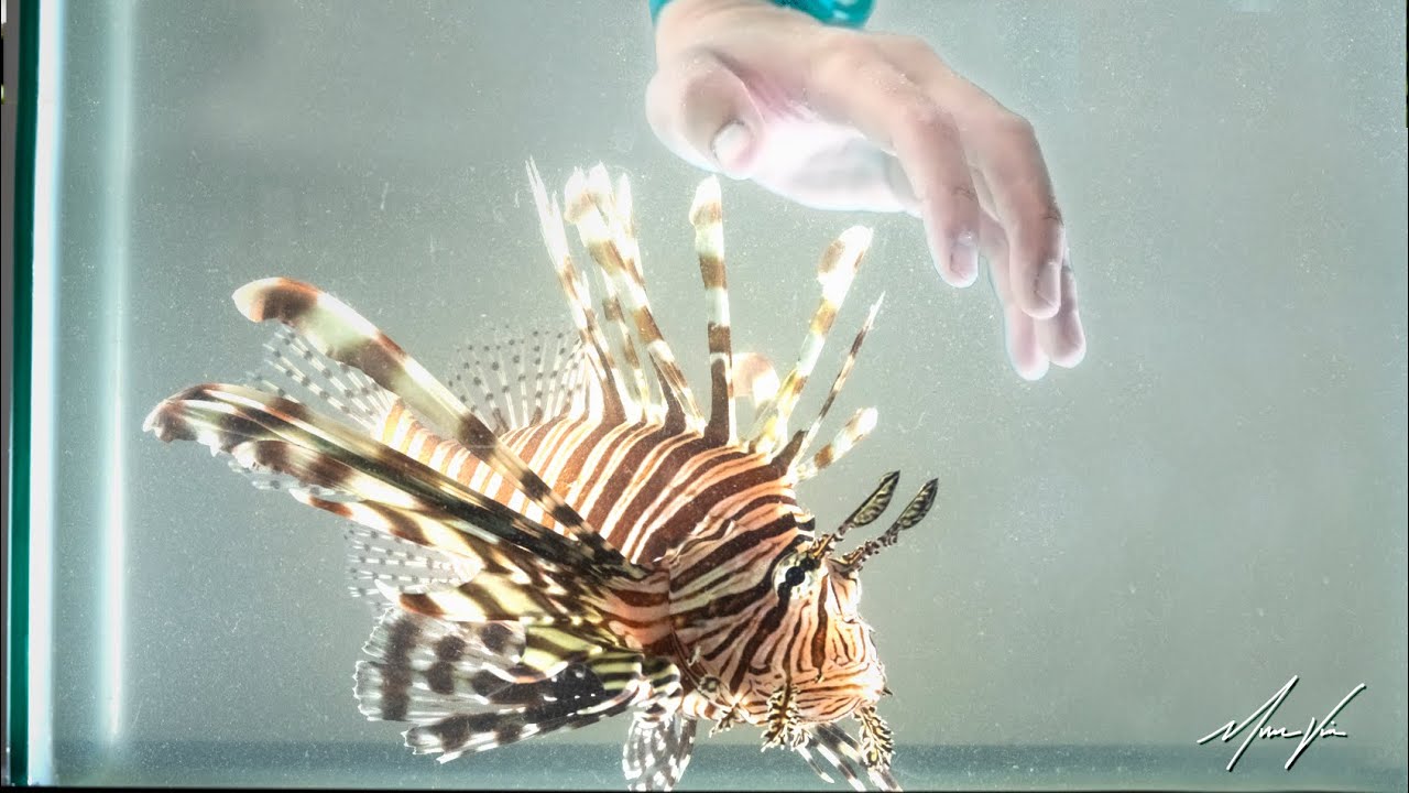 Getting Stung by a Lionfish! - YouTube