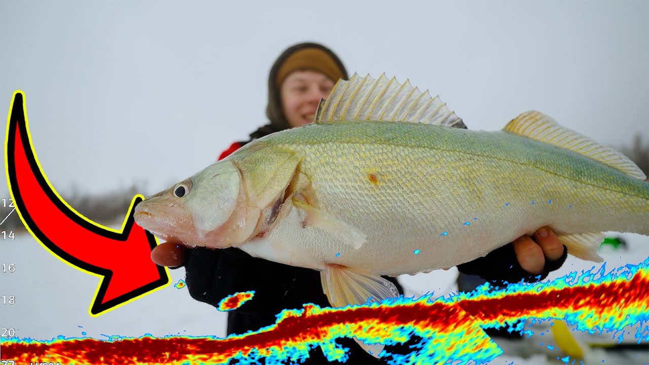 Livescoping Greenback Walleyes On The Red River (Stay Mobile) - YouTube