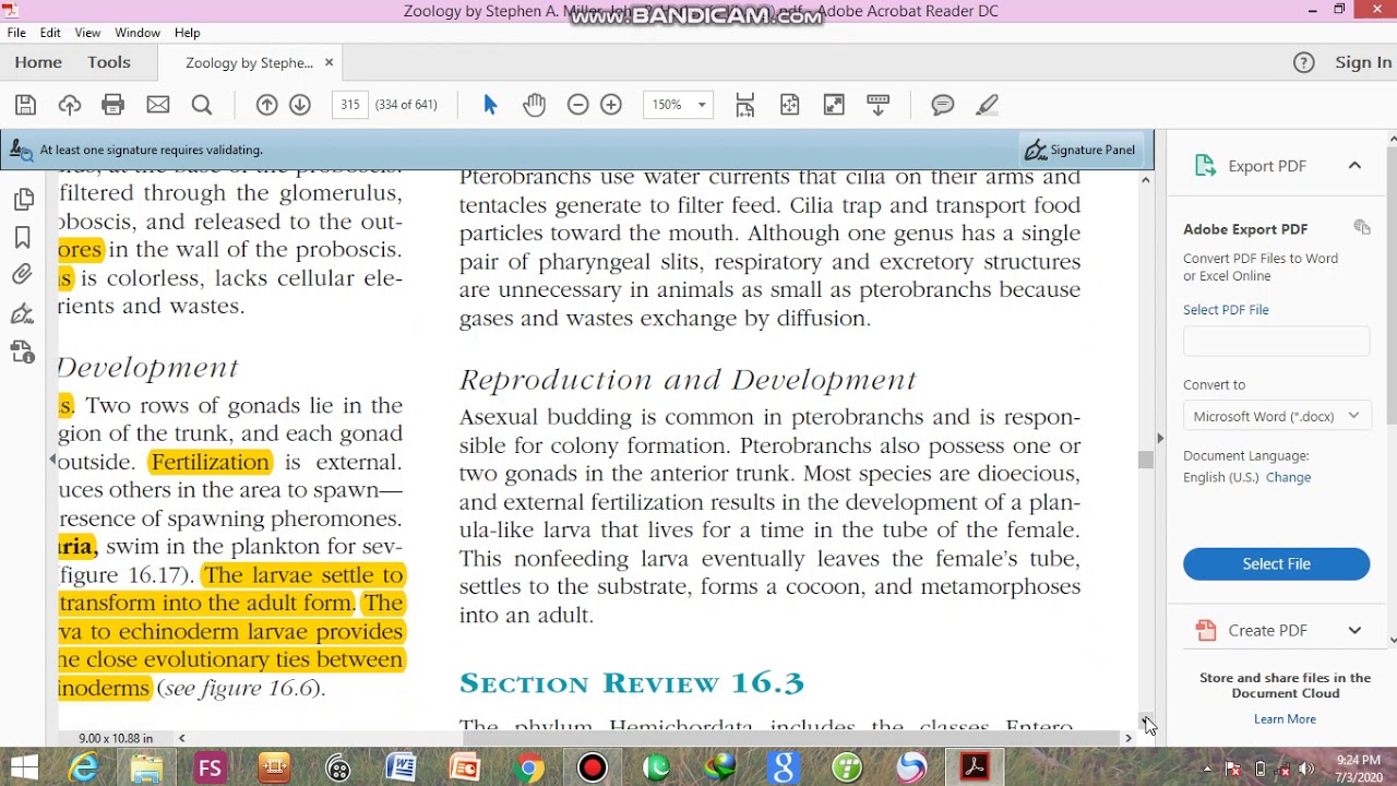 class pterobranchia - YouTube