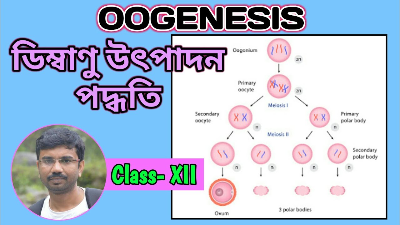 Explain The Process Of Oogenesis In Humans Class 11 Explain The Process Of Oogenesis In Humans Class 11