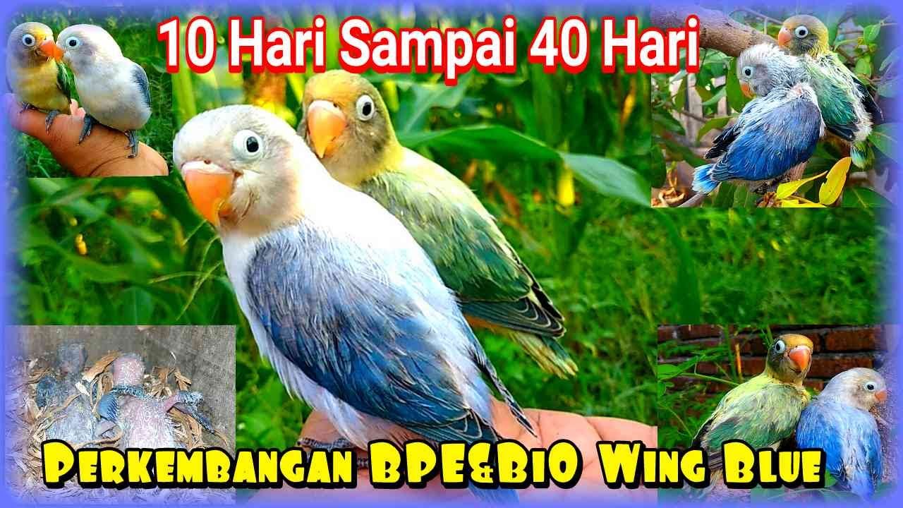 Perkembangan Lovebird Biola PB Euwing & Biola Euwing Blue Usia 10 ...