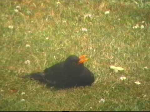 Male Blackbird Sunbathing - YouTube