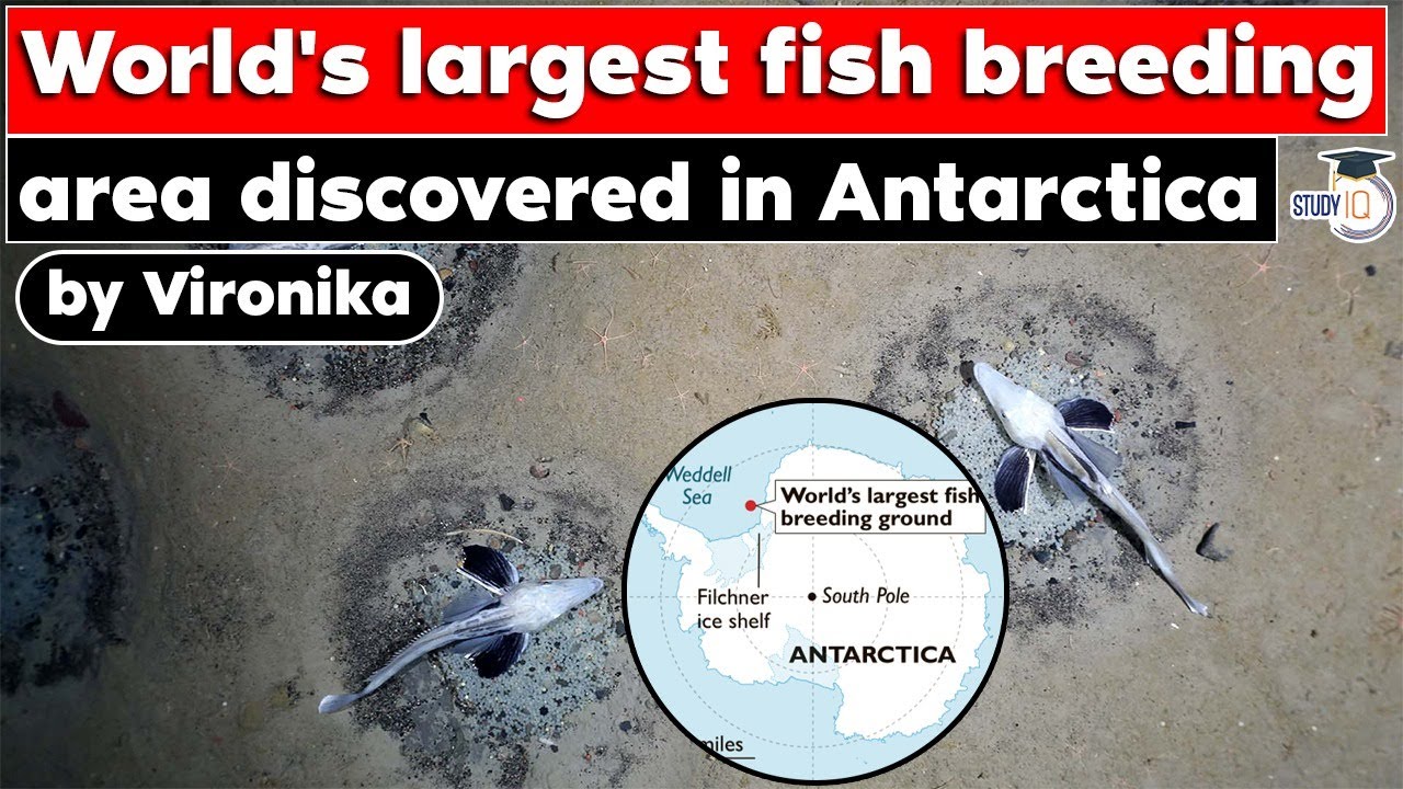 World’s largest fish breeding ground discovered in Antarctica | UPSC ...