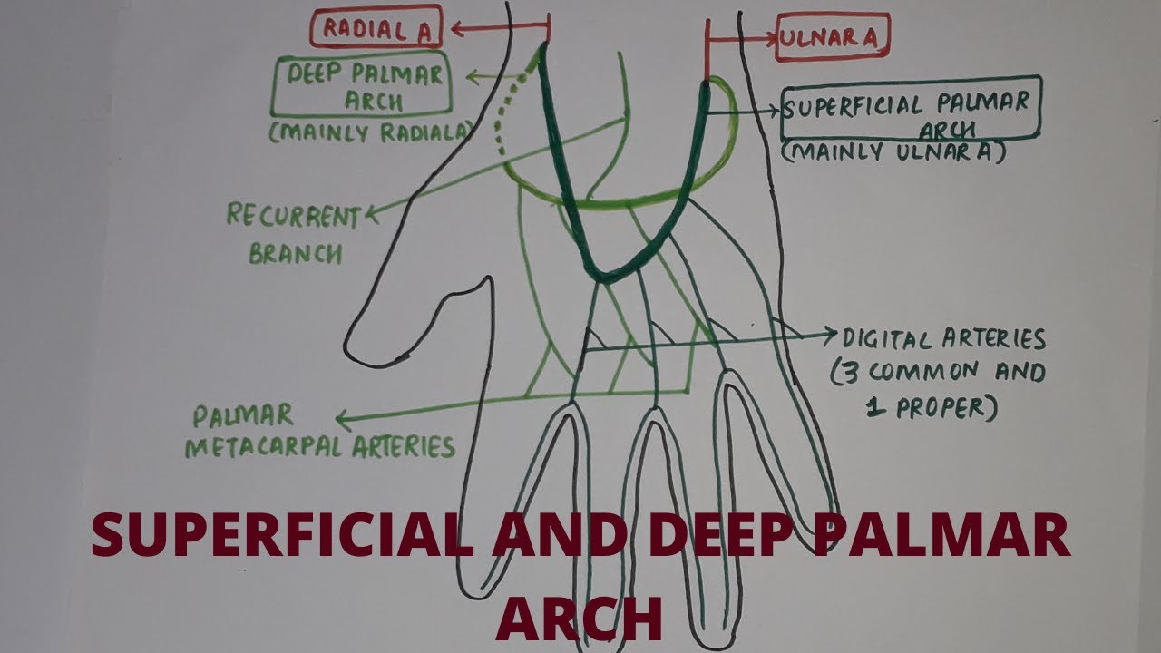 SUPERFICIAL and DEEP PALMAR ARCH (Along with CADAVERIC DISSECTION) I ...
