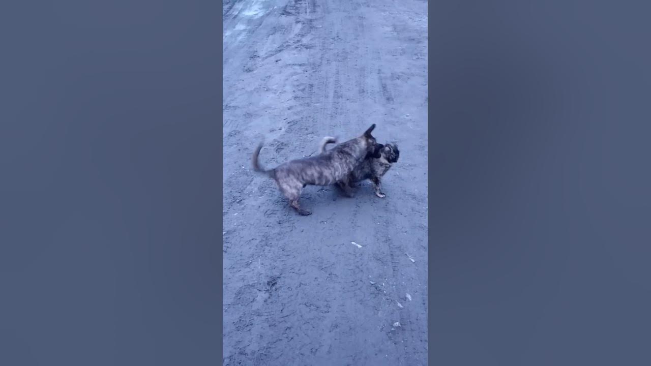 БРАТ І СЕСТРА Youtube