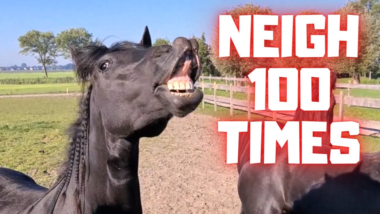 Neighing horses. More than 100 times | April Fools' Day | Friesian ...