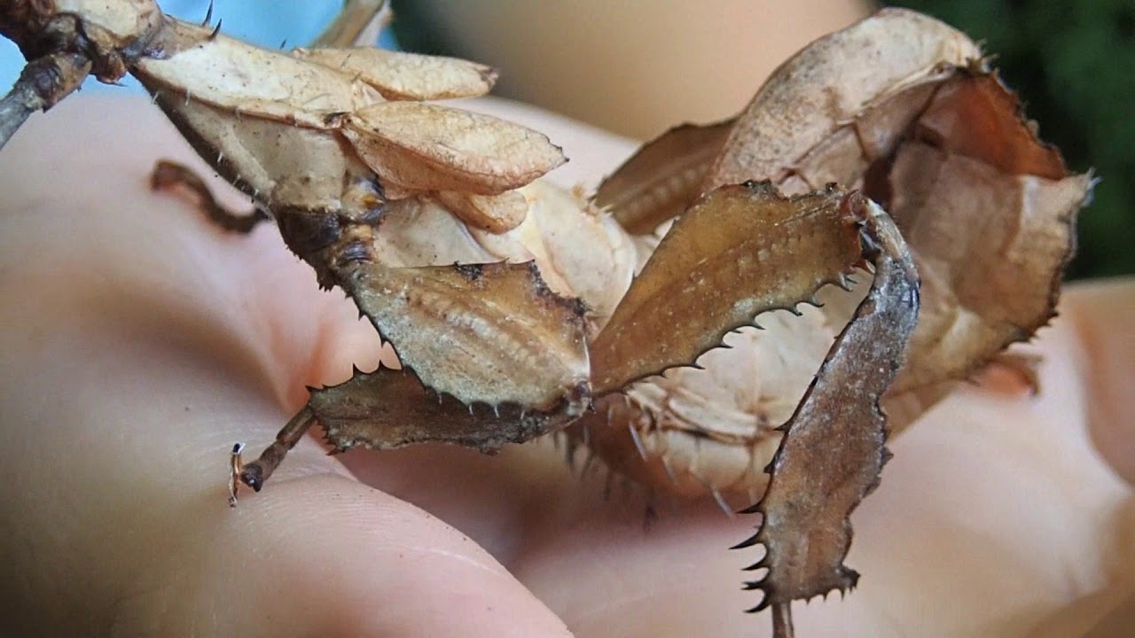 Spiny Leaf Insect Extatosoma Tiaratum PET Phasmid Spiny Stick Insect spiny-leaf-insect-extatosoma-tiaratum-pet-phasmid-spiny-stick-insect