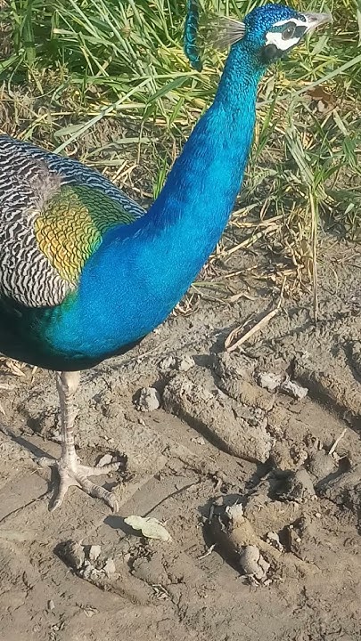 25 February 2025 - YouTube