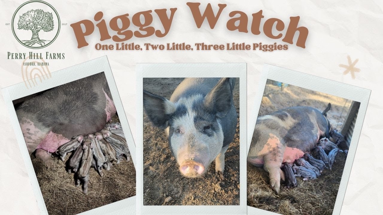 Piggy Watch: One Little, Two Little, Three Little Piggies - YouTube