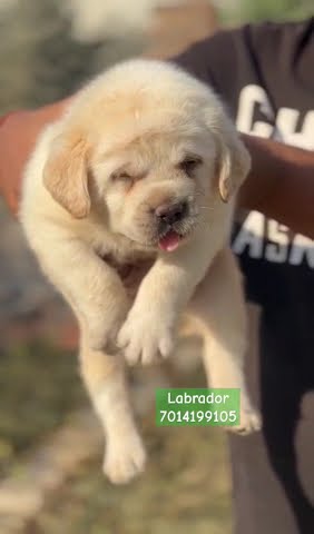 Heavy Bone Labrador Retriever #dogs #puppy #rottweiler #petowner #pets# ...