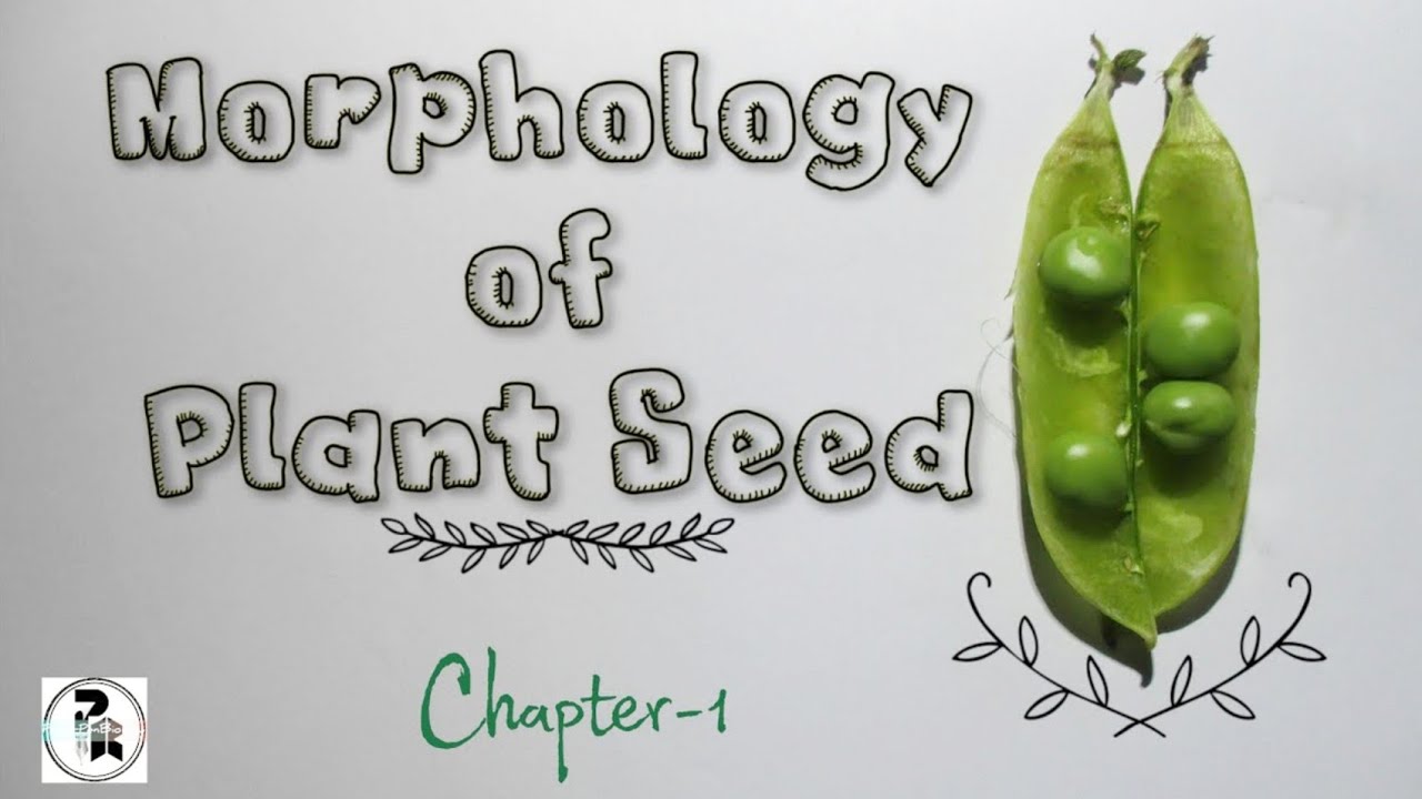 Morphology of seed @paperpenbiology - YouTube