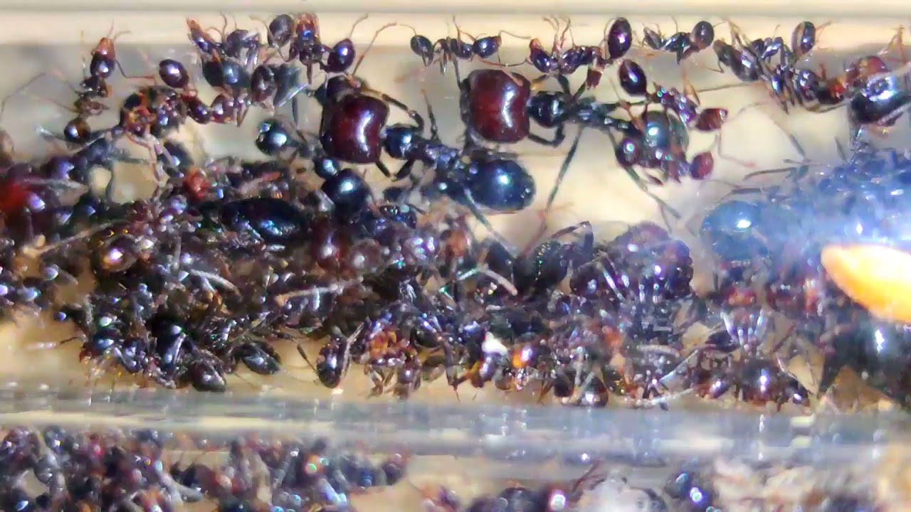 Messor barbarus bicolor supermajors - YouTube