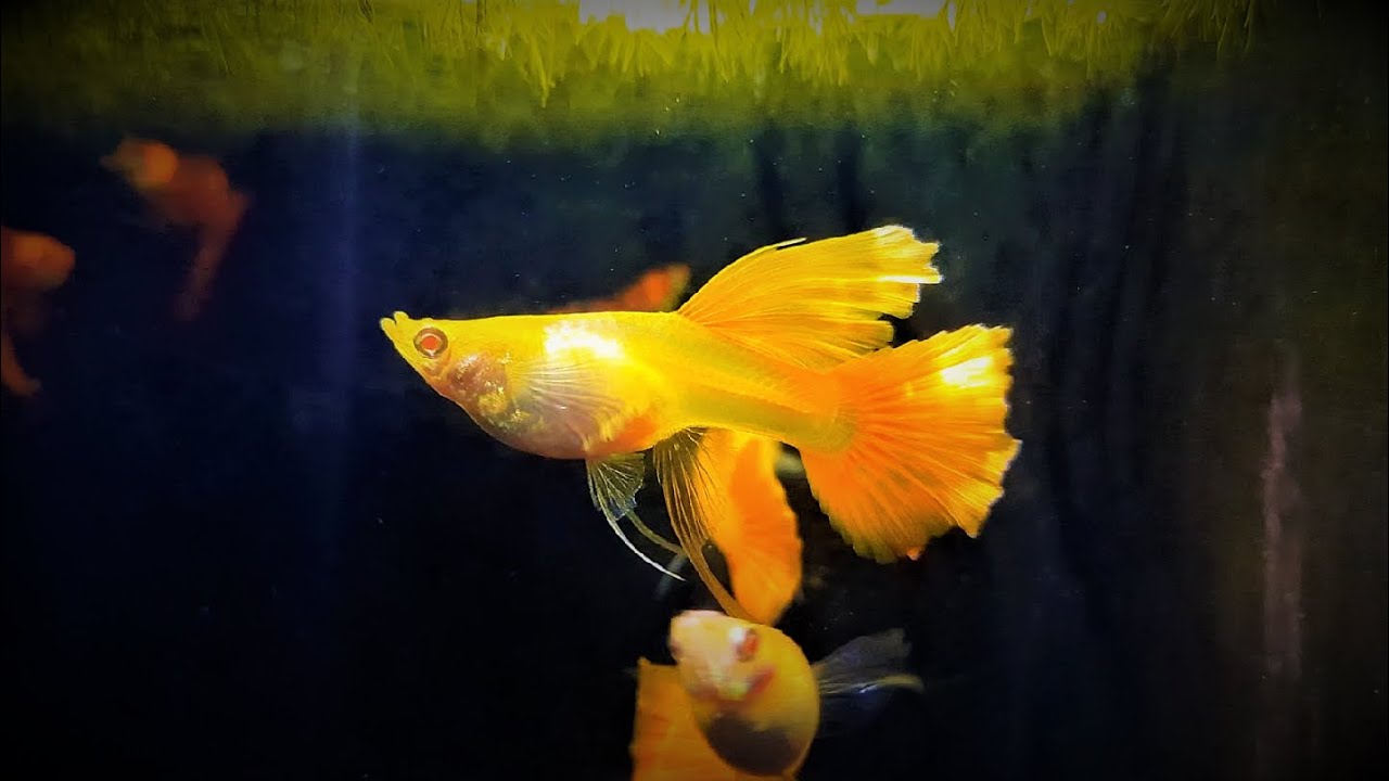 FULL RED RIBBON FIN - GUPPY - YouTube