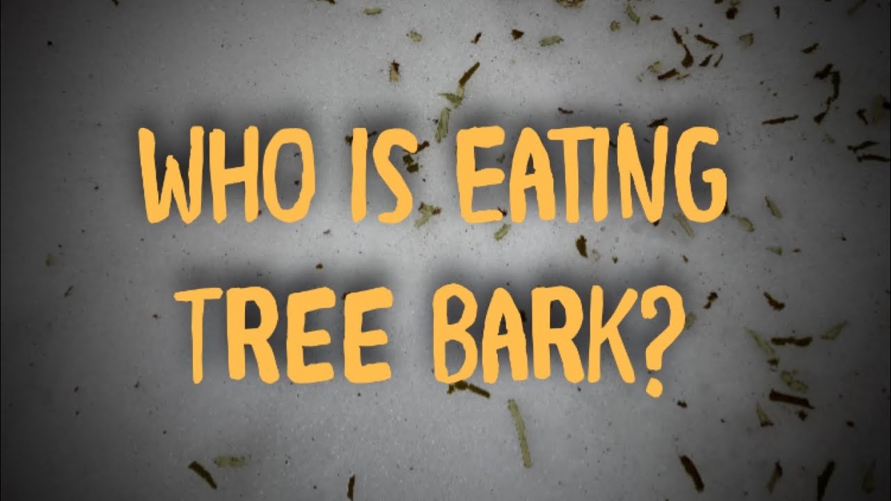 Who is Eating Tree Bark? Wildlife Needs in Snowy Weather - YouTube