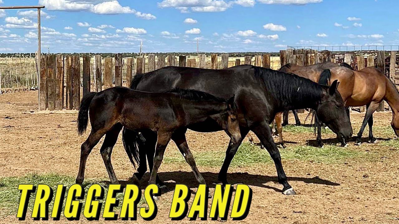 TRIGGER AND HIS BAND OF MARES GATHERED & BRAND ANOTHER GROUP OF FOALS # ...