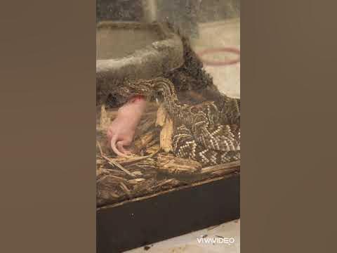 ESPECIALLY venomous snake kills mouse. #Guaricorattlesnake # ...