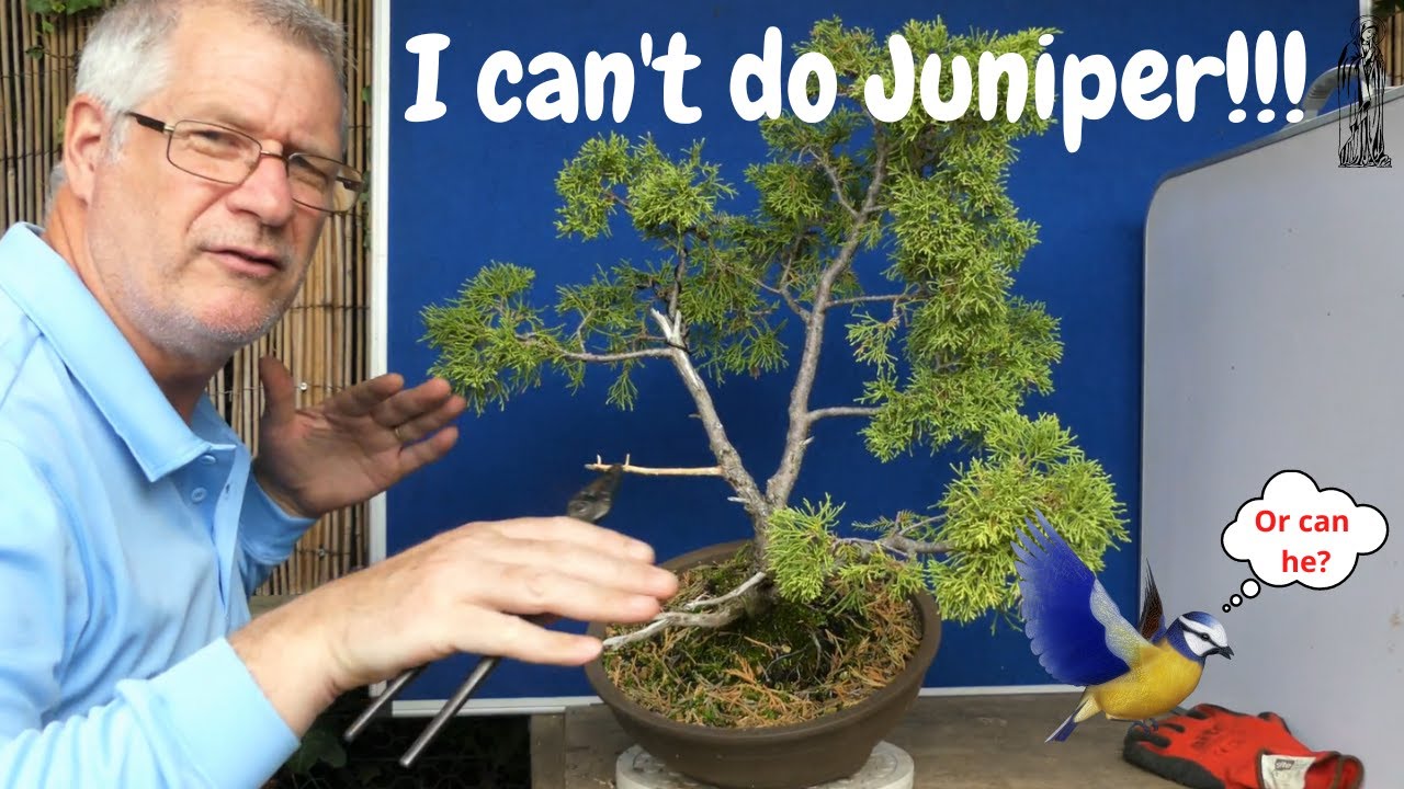 Restyling my Juniper Bonsai - A love / hate relationship. - YouTube