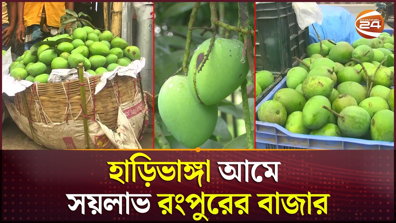 এসে গেছে বিখ্যাত হাড়িভাঙ্গা আম | Rangpur | Haribhanga Mango | Channel 24 - YouTube