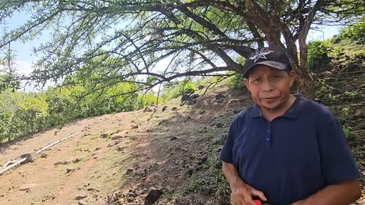 ¡🛑Pobre-🇸🇻** Caña Rica Dise Que Se Siente Mal😞De Salud⁉️El Buen ...
