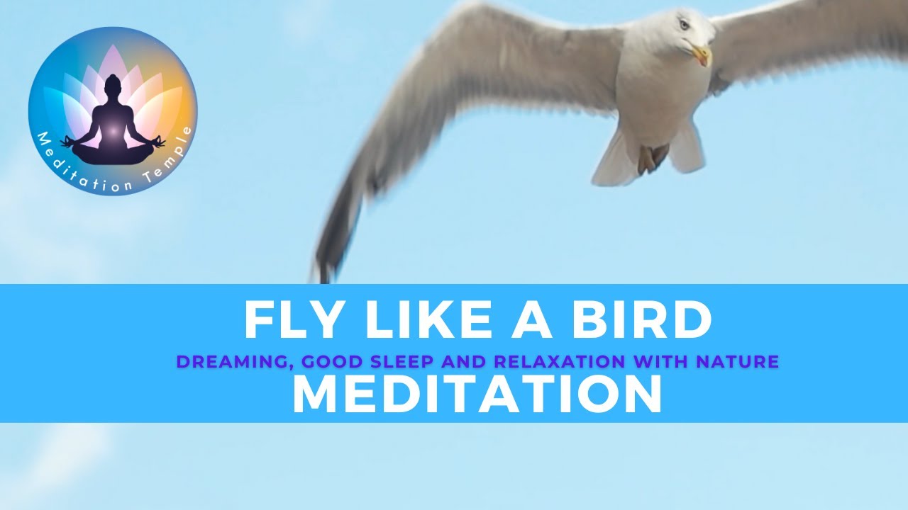 Fly like a Bird (5 minutes meditation) - YouTube