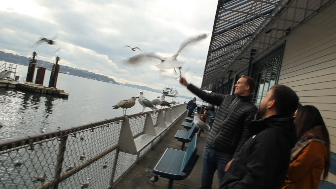 CRAZY SEAGULLS IN SEATTLE - YouTube