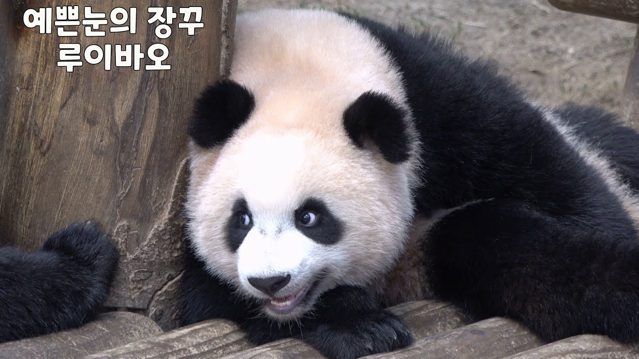 에버랜드 판다 반짣반짝 빛나는 예쁜눈의 장꾸 루이바오 귀여운 루이와 후이 바라보며 예뻐해주는 아이바오 엄마랑 놀려고 왔다가 대나무 먹는거 급해진 후이바오