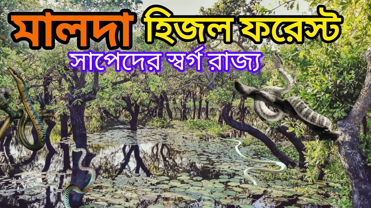 India's largest hijol forest | সাপেদের স্বর্গ রাজ্য মালদার হিজল বন ...