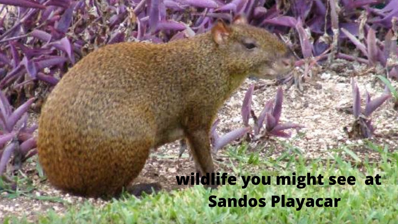 Wildlife you Might Find on Resort at Sandos Playacar - YouTube