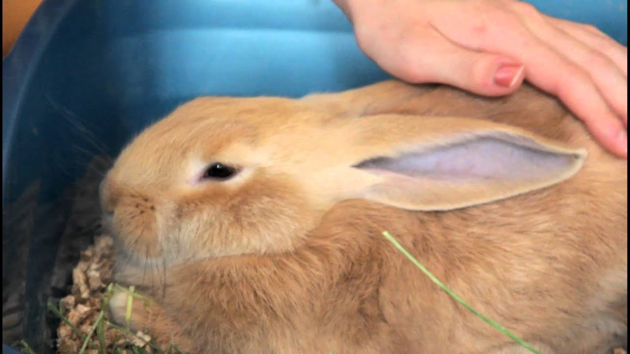 A SLEEPY BABY FLEMISH GIANT RABBIT - YouTube